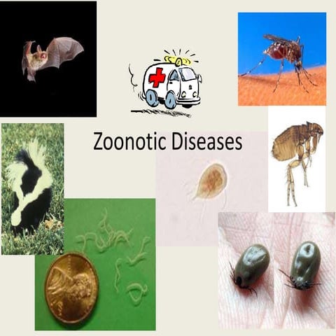 Lec 21 22 Zoonotic Diseases | PPTX