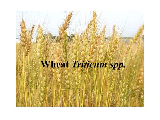 Agronomy Practical on Estimation of Seed requirement and plant ...