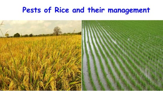 Rice case worm | PPTX | Agriculture | Industries