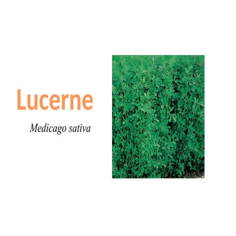 Lec_31_Lucerne cultivation practices.pptx