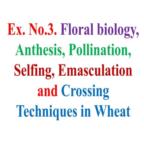Emasculation, crossing techniques in cereals (Rice, Wheat, Maize) | PPTX