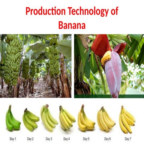 Banana Production Guide-GP Dean.pptx