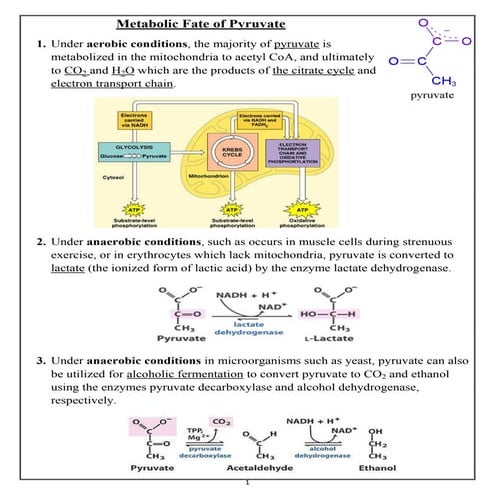 Malate aspartate shuttle | PPTX