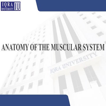 Lec 4 Muscular System of the human body.pptx