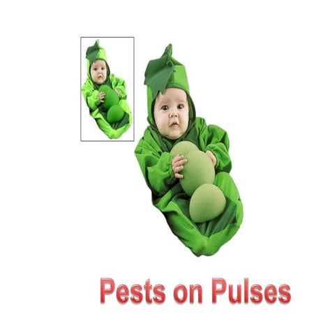 Lec 5 a - Red gram & Bengal gram.ppt and management | PPT