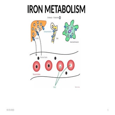 Lecture Five - Iron metabolism FINAL.pptx