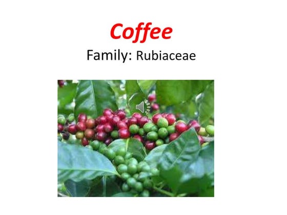 Coffee-Cultivation & Processing.pptx | Gardening | Home & Garden
