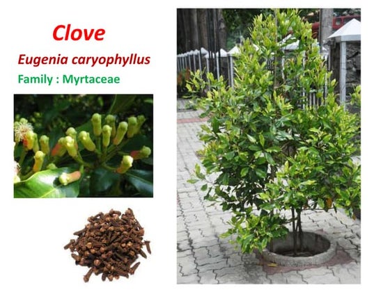 clove cultivation , clove , clove processing | PPTX | Gardening | Home ...