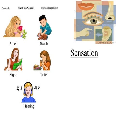 lec 7 sensation.pptx