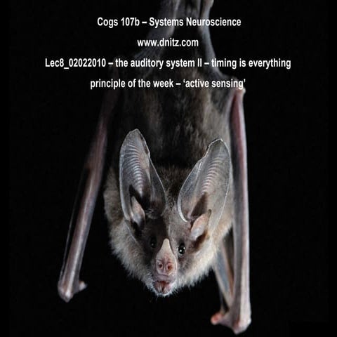 Echolocation in Bats | PPTX