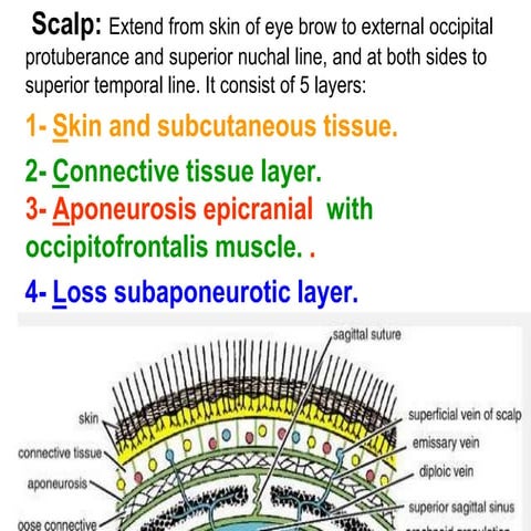 Lec 8 Superficial Structures of Head & Neck scalp.ppt