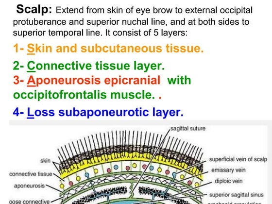 scalp anatomy -layers and applied aspects | PPTX