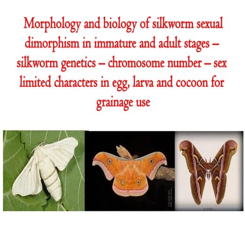 Life cycle of silkworm | PPTX