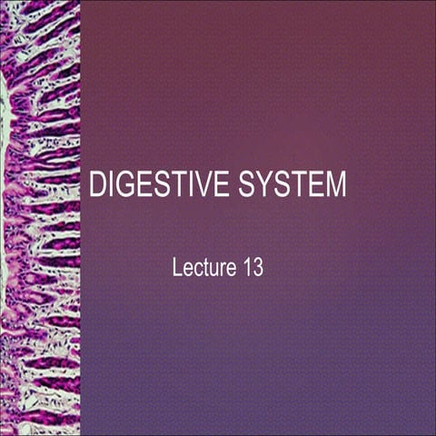 Lect. 13 digestive system | PPT