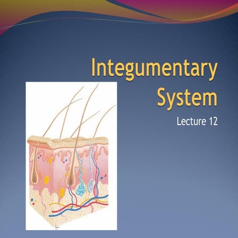 Lect. 12 integumentary system | PPT
