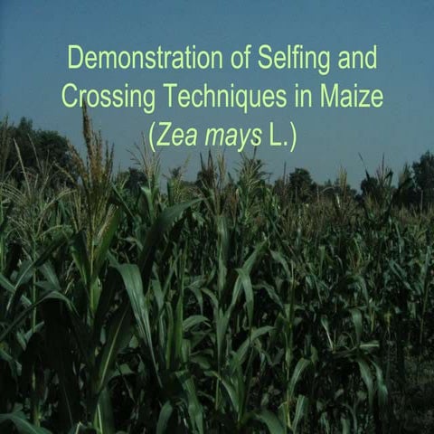 MAIZE | PPT | Agriculture | Industries