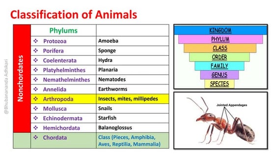 Insect Order odonata | PPT