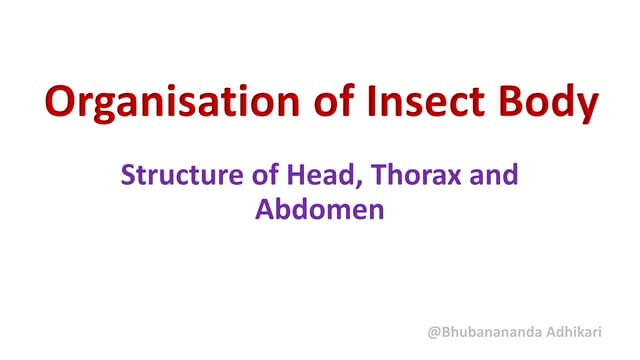 Insect thorax : Its areas, structure, function and modification in ...