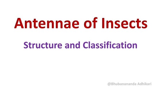 Insect Order odonata | PPT