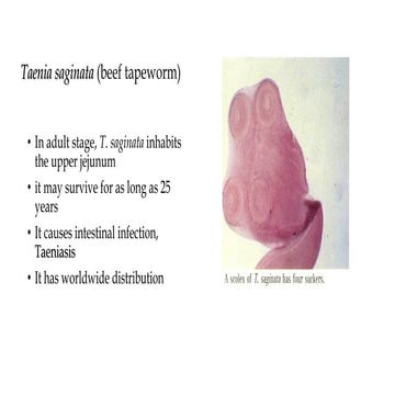Lect 5 Taeniasis 2021.pdf