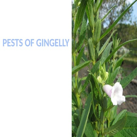 Lect 6.pptx presentation download hhhhhj | PPTX