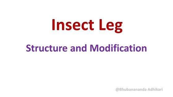 TYPES OF INSECT LEGS | PPT
