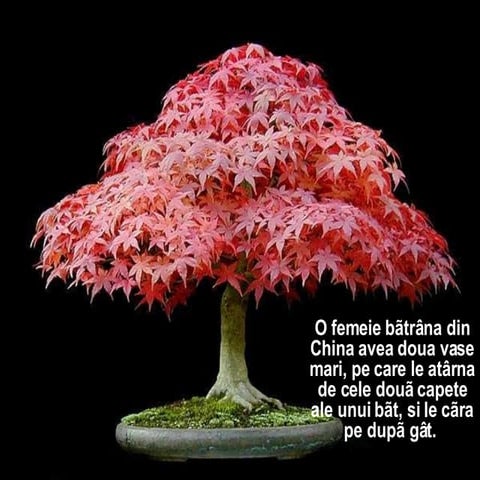 Lectie De Viata | PPT