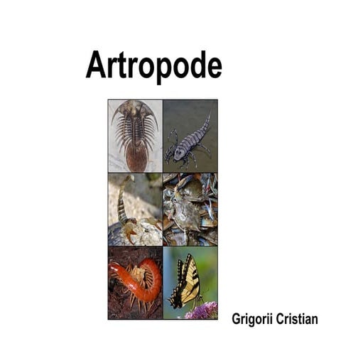 Artropode Cristi Grigorii | PPT
