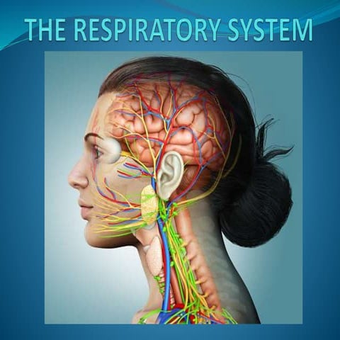 Respiratory System PPT, Anatomy and Physiology | PPT