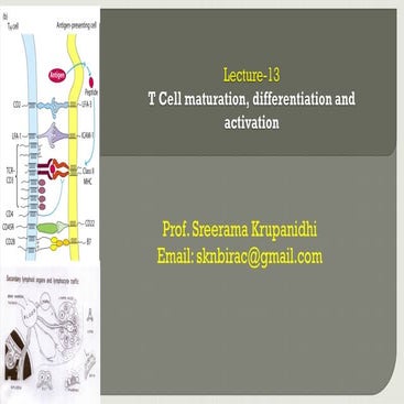 Lecture-13 T-Cell Development and Activation.ppt