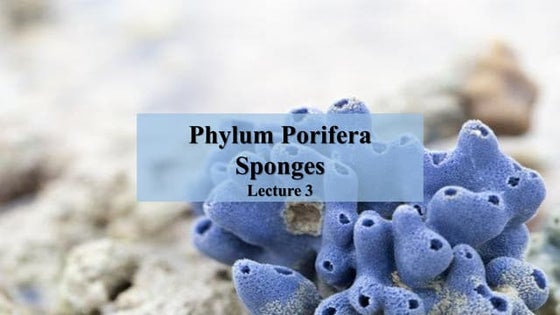 Filum Porifera PPT What Is A Sponge? PowerPoint Presentation, Free