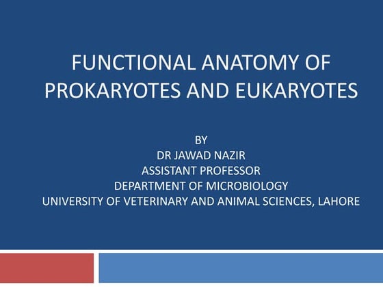 Introduction curli-functional amyloid in E. Coli | PPT