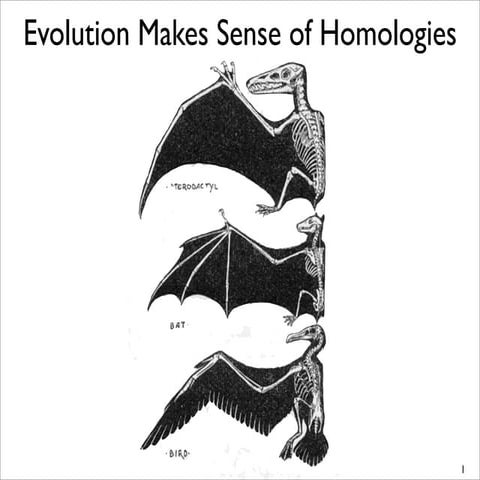 Homology and Analogy webquest | DOC