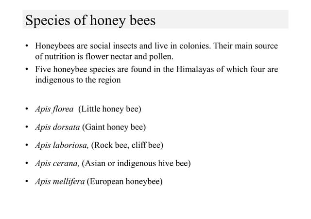 honey bees in India | PPT