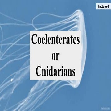 Lecture 4 coelentrates and cnidarians | PDF