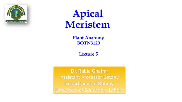 3. Root Apical Meristem and theories of root apical meristem | PPTX