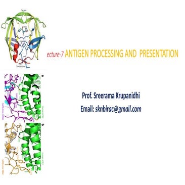 Lecture-7 Antigen process and presentation.pptx