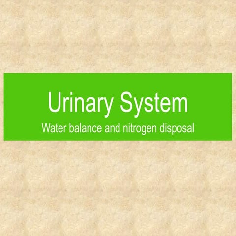 Lecture chapter 35 - urinary system | PDF