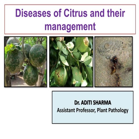 Lecture - Citrus diseases.pptx