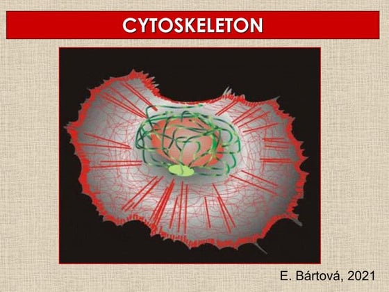 Cytoskeleton presentation (introduction structure & function) | PPTX