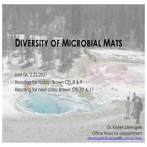 Lecture 06 (2 23-2021) microbial mats | PDF
