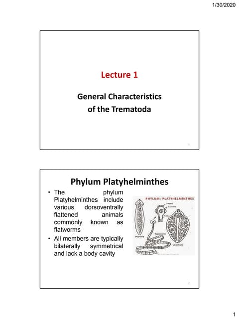Nematode Excretory System: Structure & Significance By SUNDUS SUHAIL | PPT