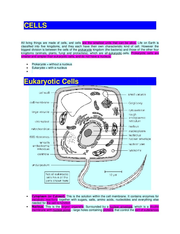 cells structure and transport mechanisms