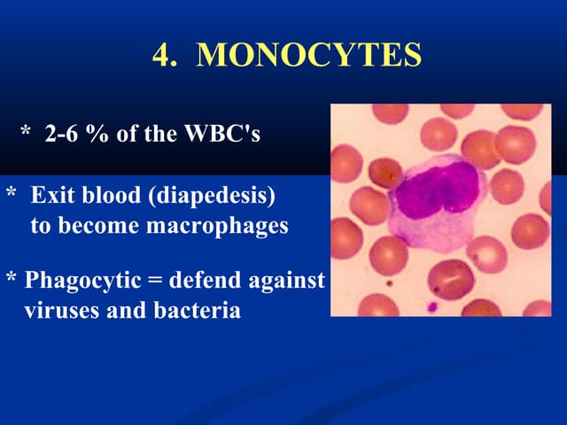 Monocyte Structure