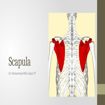 Anatomy of scapula | PPTX