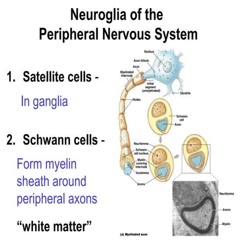 Lecture11 15 13-1 | PPT