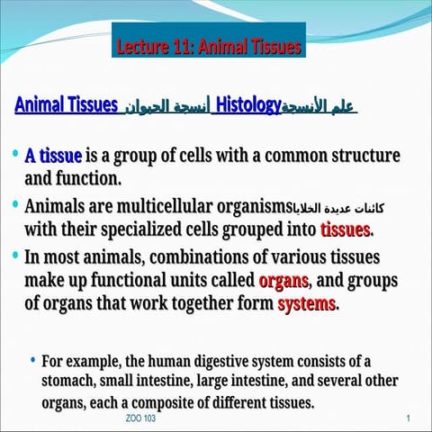 lecture_11_animal_tissues_1.ppt animal ti | PPT