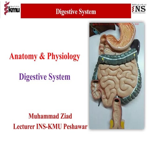 DIGESTIVE SYSTEM_CLASS 10th.pptx