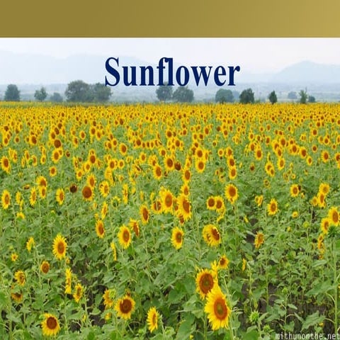 Sunflower | PPT