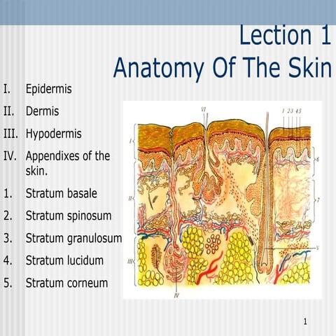 Skin anatomy | PPT
